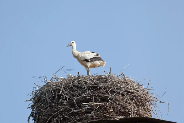 White stork baby birds in a nest Stock Photo by ©fotooxotnik 49877175