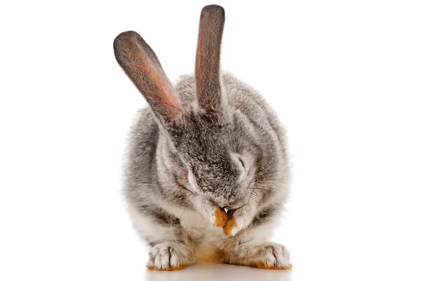 Gray rabbit Stock Photo by ©Chirtsova 24975353