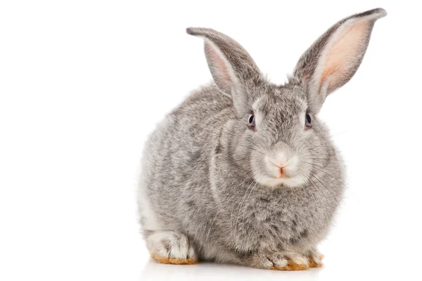 Gray rabbit Stock Photo by ©Chirtsova 24975353