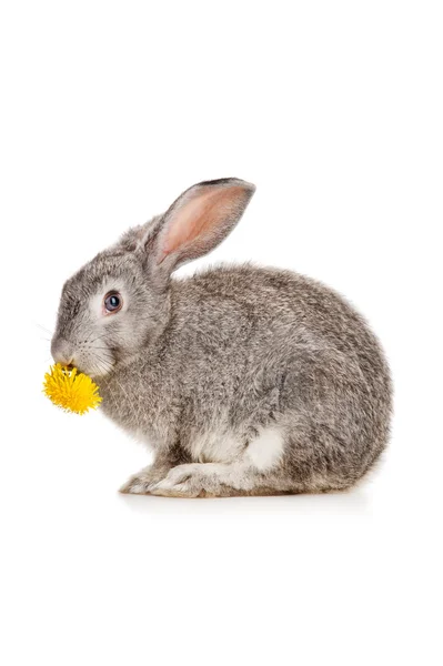 Gray rabbit Stock Photo by ©Chirtsova 24975353