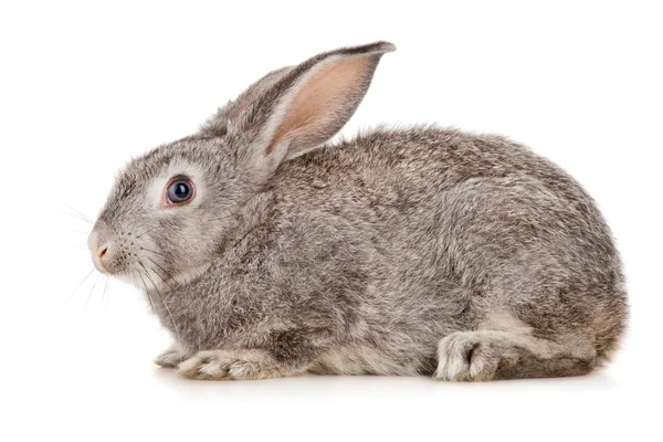 Gray rabbit Stock Photo by ©Chirtsova 24975353