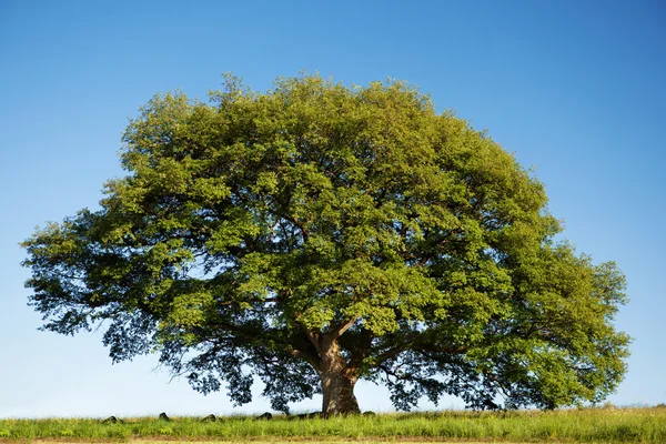 Summer Tree Images - Infoupdate.org