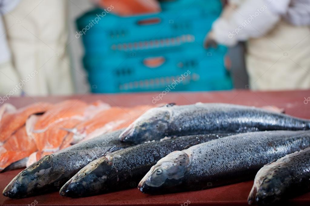 Fresh fish in fish store — Stock Photo © racorn #27423383