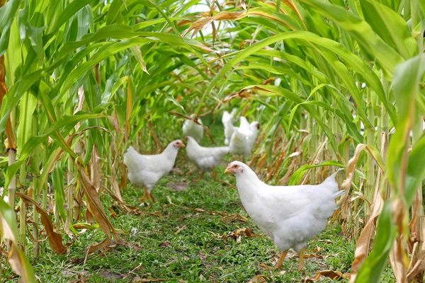 Chickens eat corn Stock Photos, Royalty Free Chickens eat corn Images ...