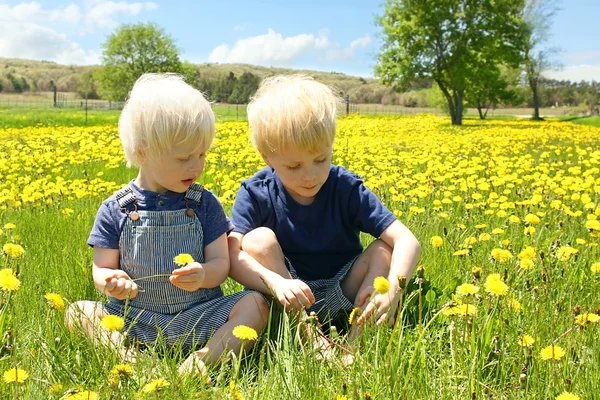 7,107 Picking flowers Stock Photos, Images | Download Picking flowers ...