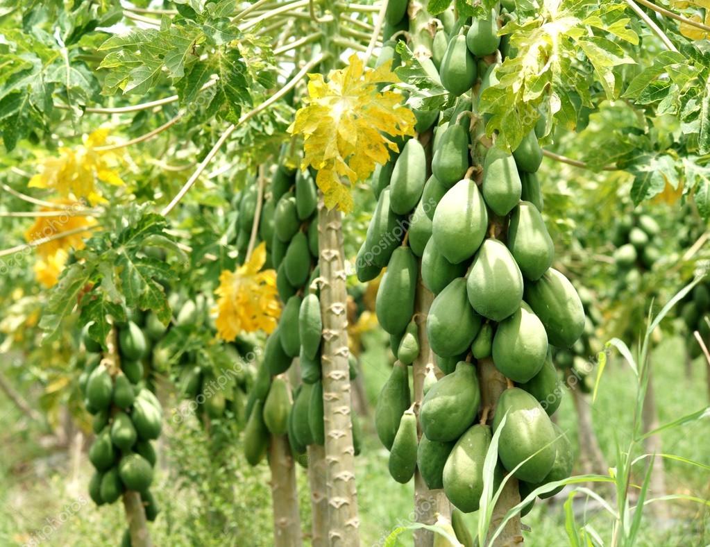 Papaya trees Stock Photo by ©ehpoint 25185093
