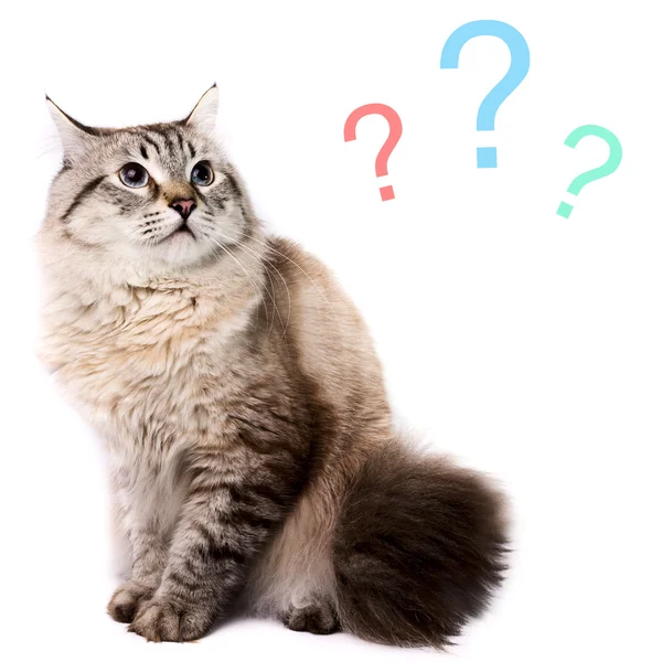 Cat question mark Stock Photos, Royalty Free Cat question mark Images ...
