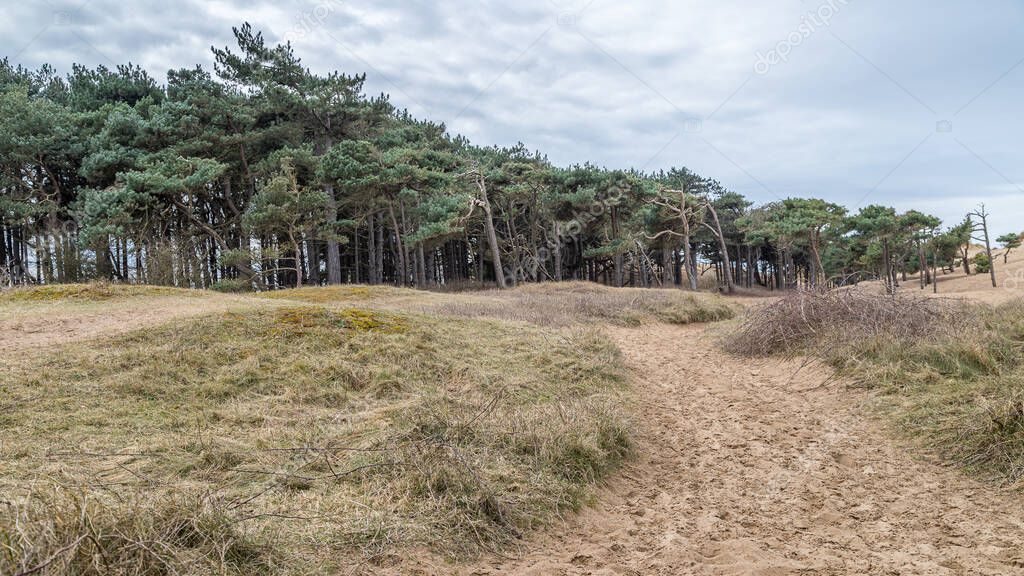 Una imagen HDR de la pequeña zona de pinos junto a las dunas de arena ...
