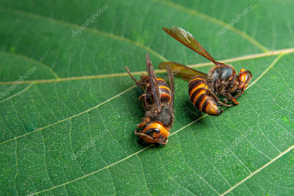 Two dead wasps on green leaves - Asian Giant Hornet or Japanese Giant ...