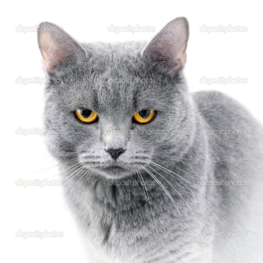 Britská modrá kočka — Stock Fotografie © s_derevianko #46363977