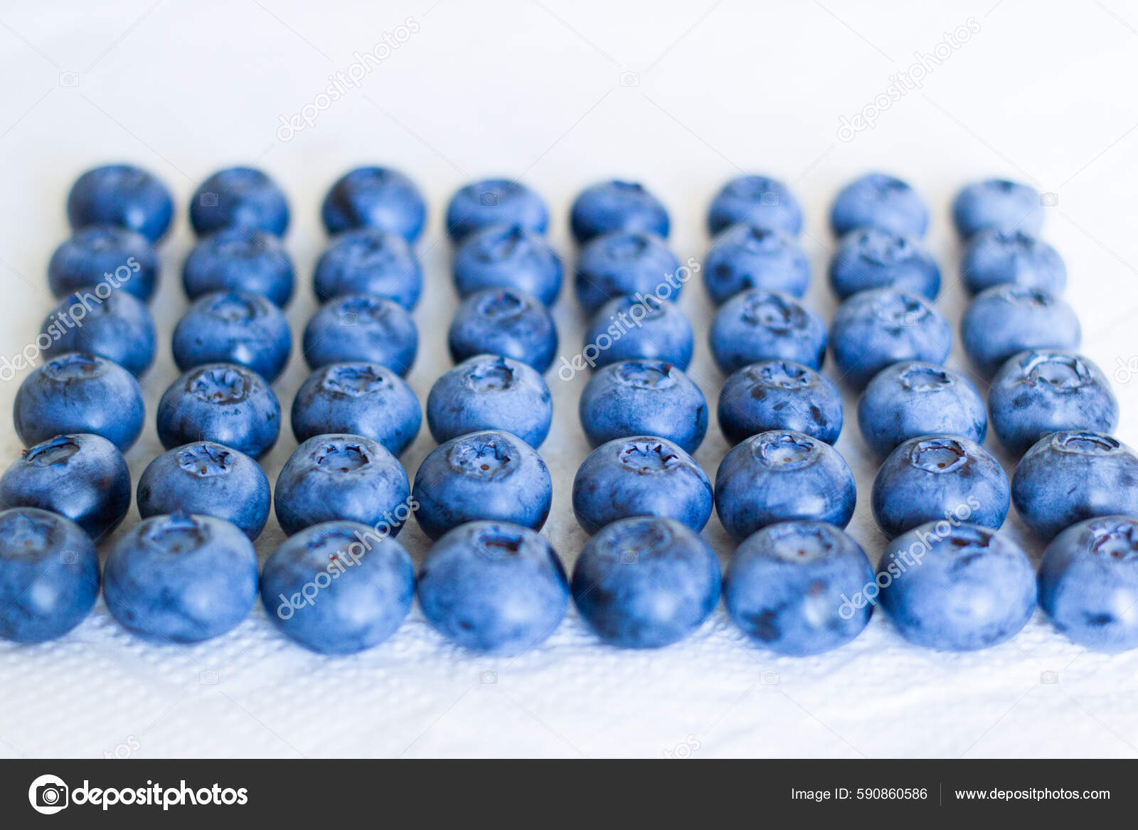 Blueberries Laid Out Rows White Background Blue Blueberries White ...