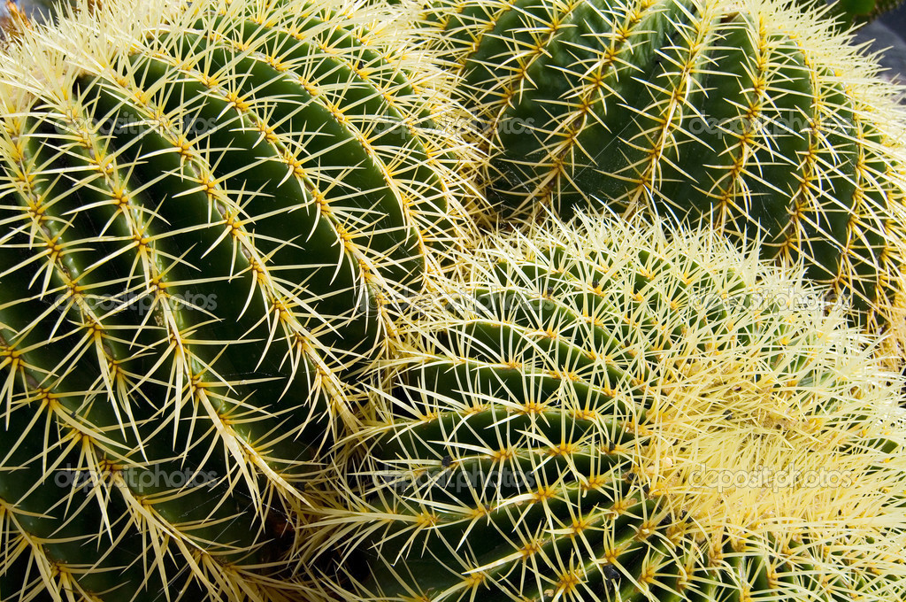 Cactus close up — Stock Photo © Stockdonkey #30048007