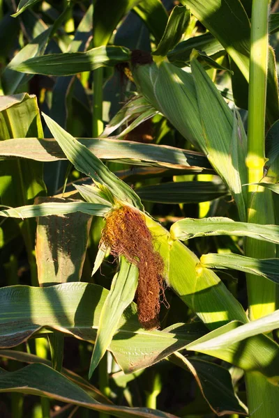 Extensive fields of corn to be harvested and fed to the population ...