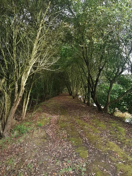Big trees on both sides of a path. Vanishing point on a straight path ...