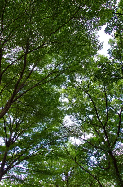 Giant shade tree Stock Photos, Royalty Free Giant shade tree Images ...