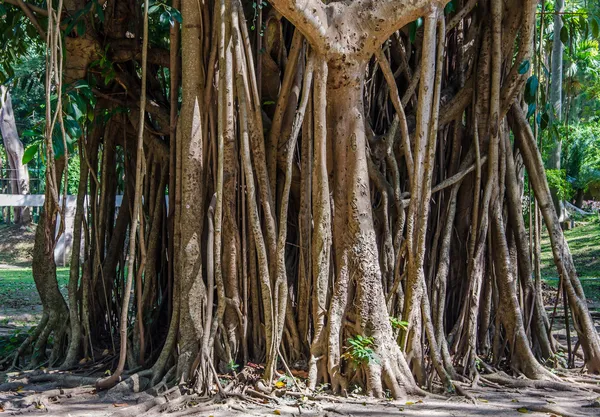 India Rubber Tree roots growing Stock Photo by ©casanowe1 39833445