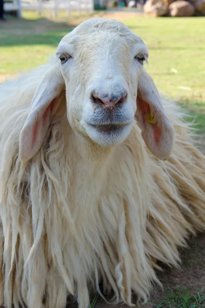 Closeup of long wool sheep on the farm - Stock Image - Everypixel