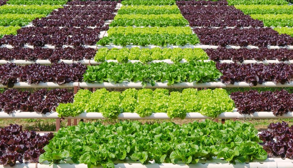 Organic hydroponic vegetable cultivation farm — Stock Photo © casanowe1 ...