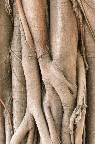 Tree roots texture for background - Stock Image - Everypixel