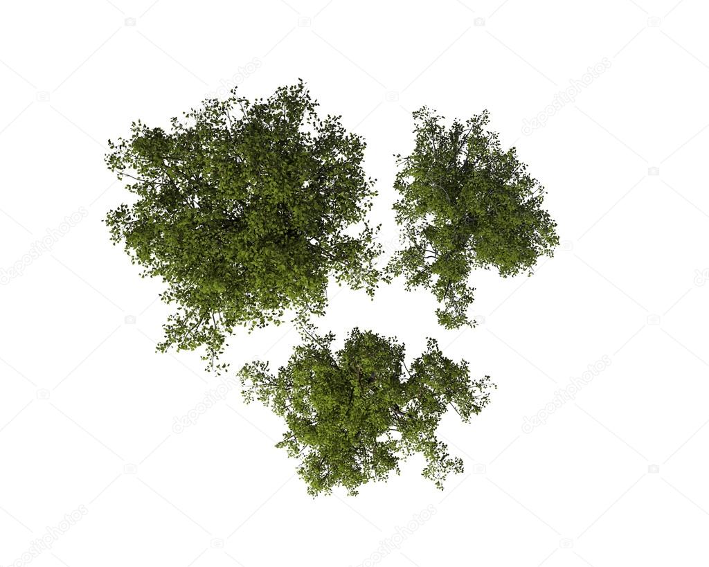 Set of Tree, View from the Above, Isolated on White Background Stock ...