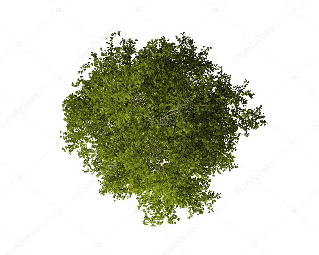 Tree from Above Isolated on White Background Stock Photo by ©CorDesign ...