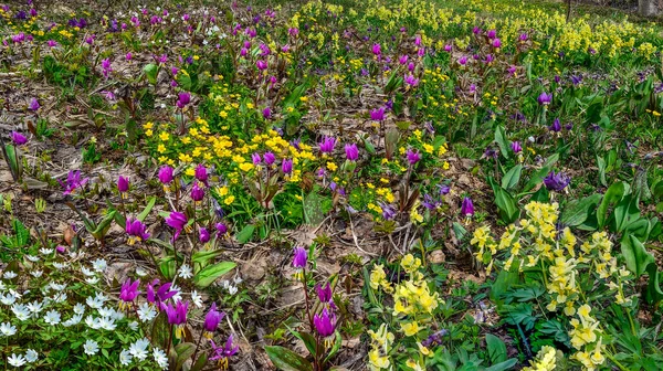 Mountain spring flowers Stock Photos, Royalty Free Mountain spring ...
