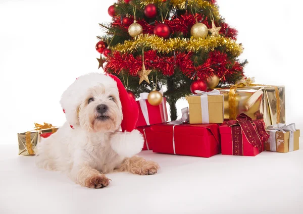 Chiens noel Stock Photos, Royalty Free Chiens noel Images | Depositphotos