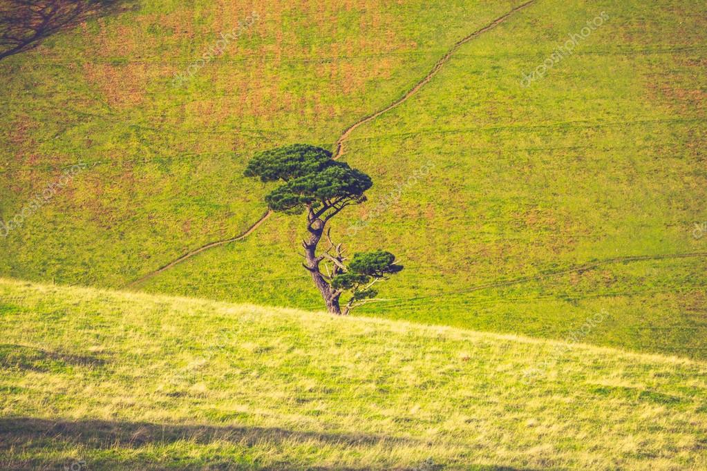 Single tree growing amongst rolling green hills — Stock Photo ...