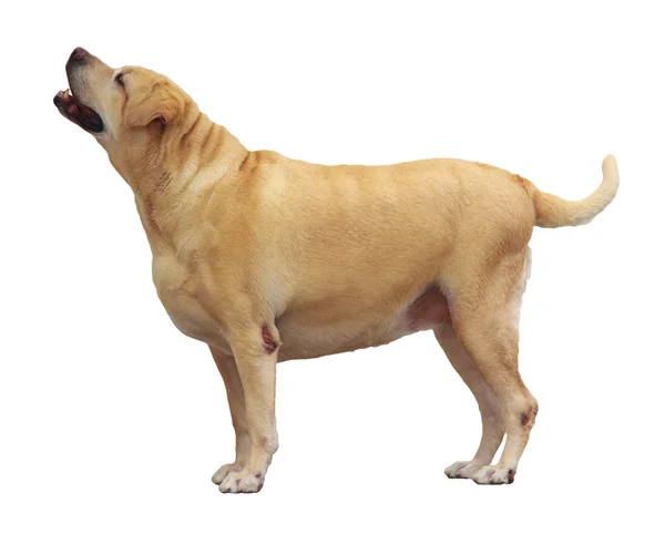Fat labrador retriever 7 years old, with clipping path — Stock Photo ...