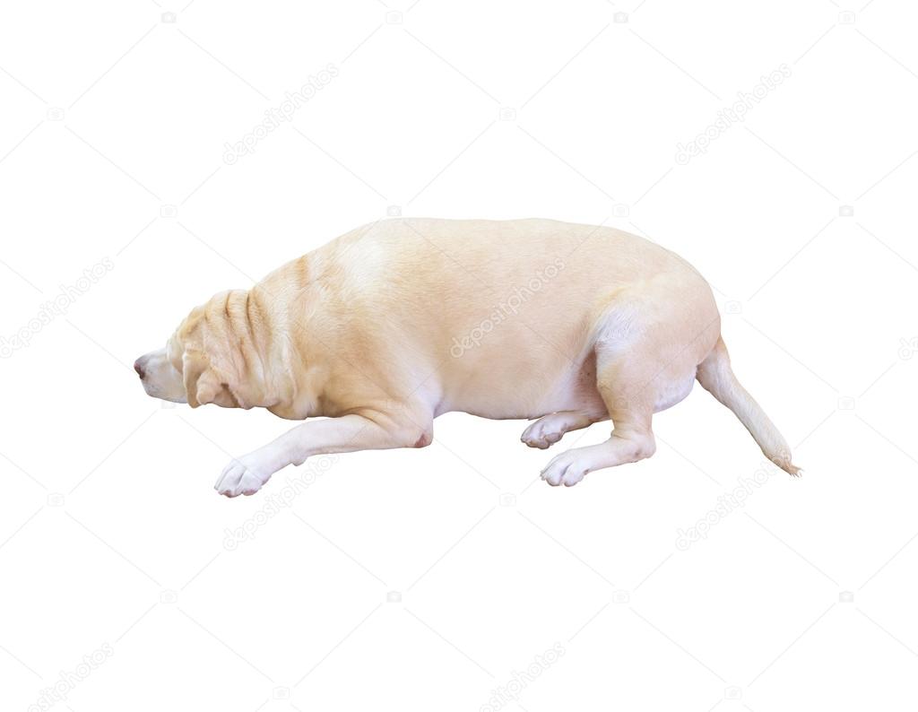 Fat Labrador Retriever, 8 years old, sleep on white background, Stock ...