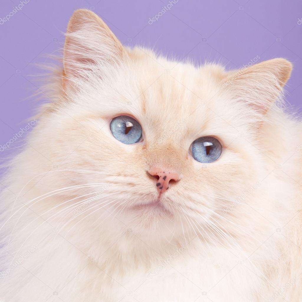 Cream Ragdoll