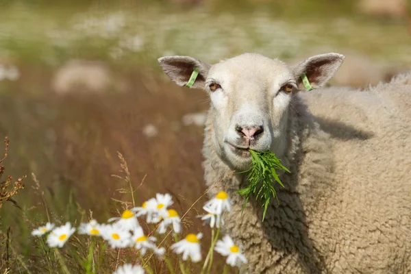 Eating sheep in the field with flowers. - Stock Image - Everypixel