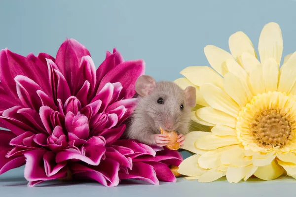 Imágenes de Ratón con flor, fotos de Ratón con flor sin royalties ...