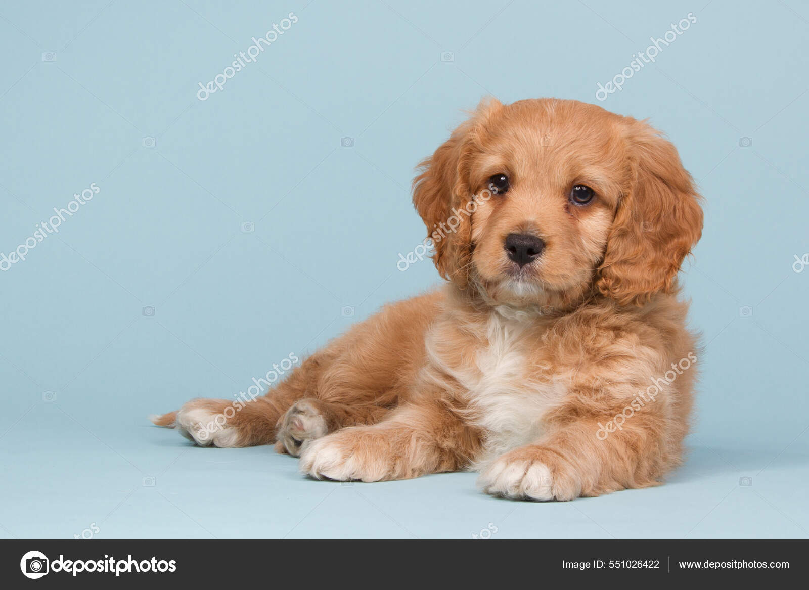 Apricot Cavapoo Puppy Laying Baby Blue Background — Stock Photo ...