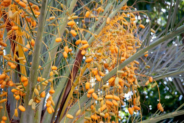 Arak tree Stock Photos, Royalty Free Arak tree Images | Depositphotos