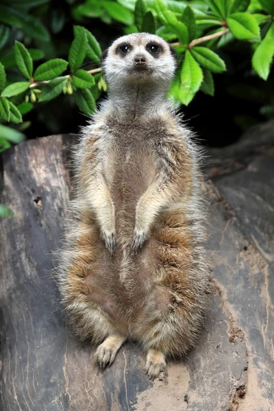 Suspicious animal Stock Photos, Royalty Free Suspicious animal Images ...