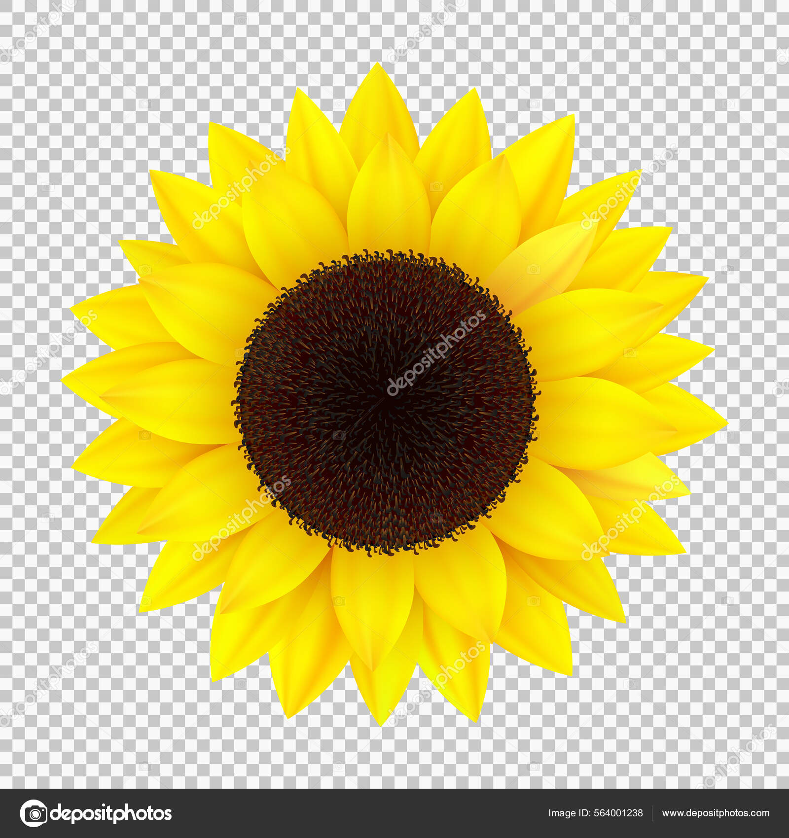 Sunflower Realistic Effect Isolated Transparent Background Vector ...