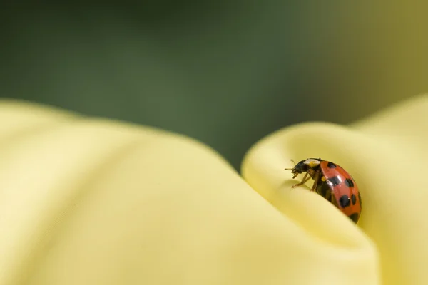 Yellow ladybug Stock Photos, Royalty Free Yellow ladybug Images ...
