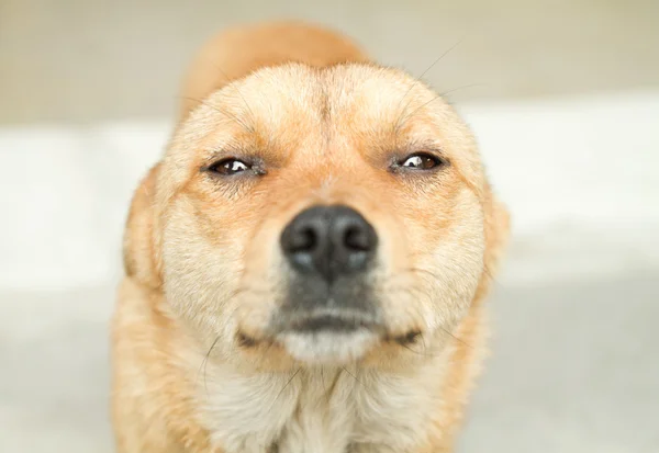 Hello sadness Stock Photos, Royalty Free Hello sadness Images ...