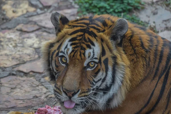Bengal Tigers Eating
