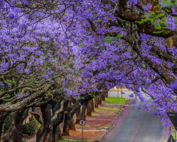 Jacaranda spring Stock Photos, Royalty Free Jacaranda spring Images ...