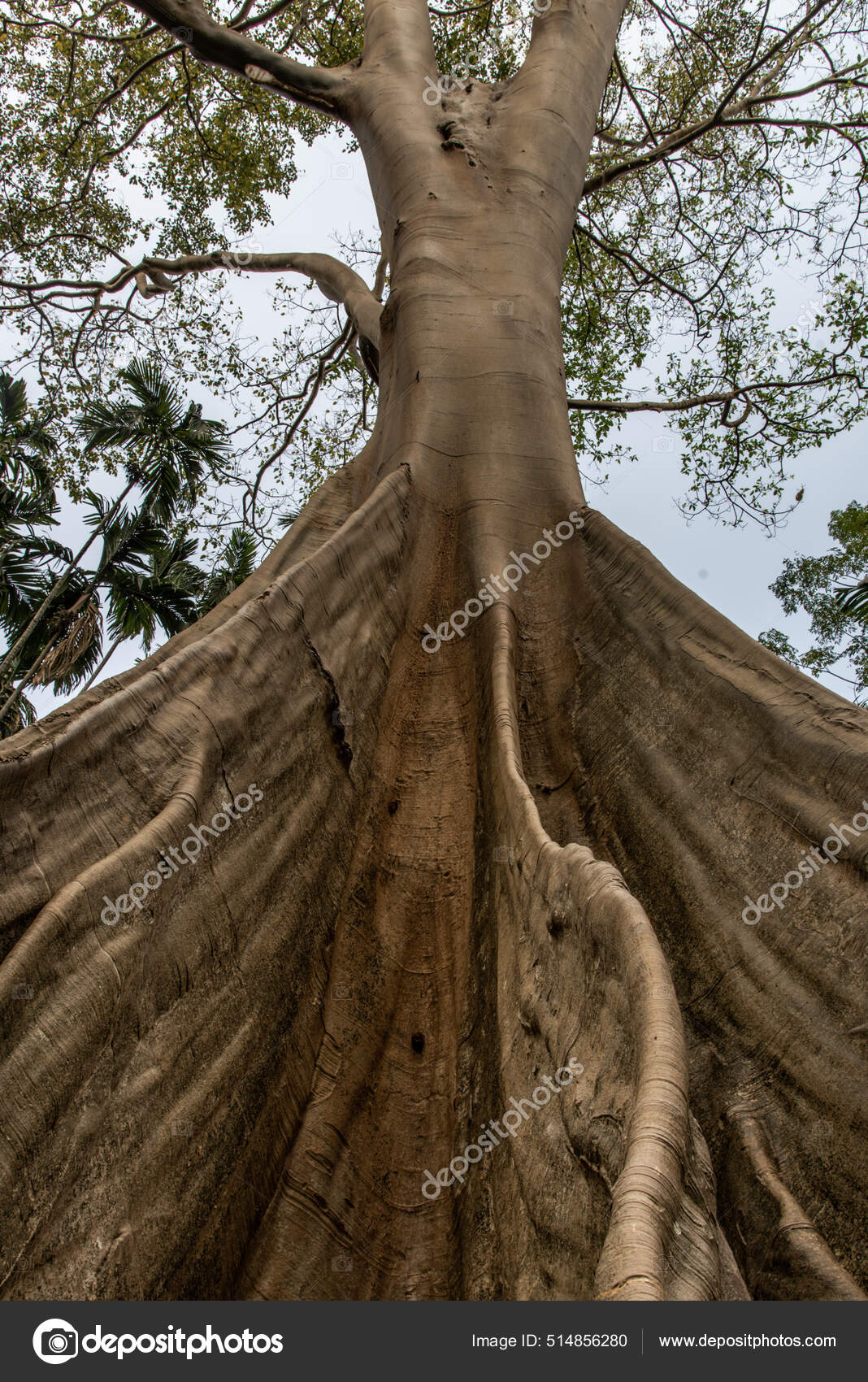 Image Largest Highest Giant Tree Ban Sanam Uthai Thani Province Stock ...
