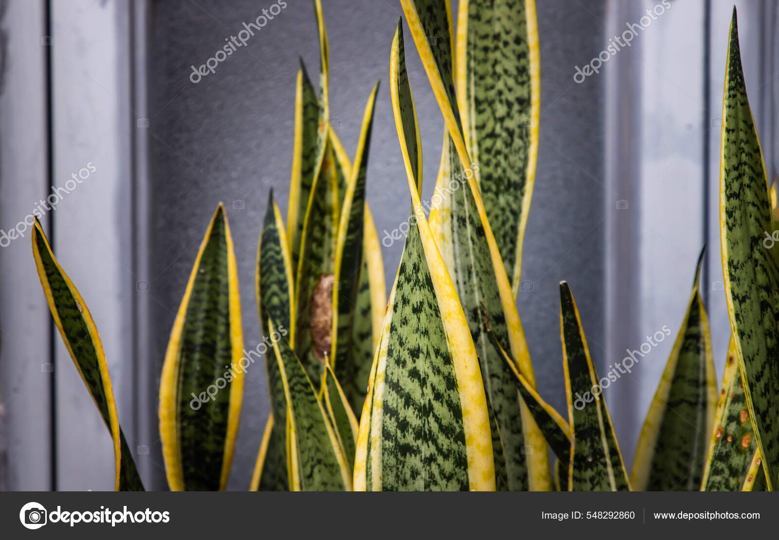 Sansevieria Trifasciata Prain Snake Plant Viper's Bowstring Hemp Mother ...