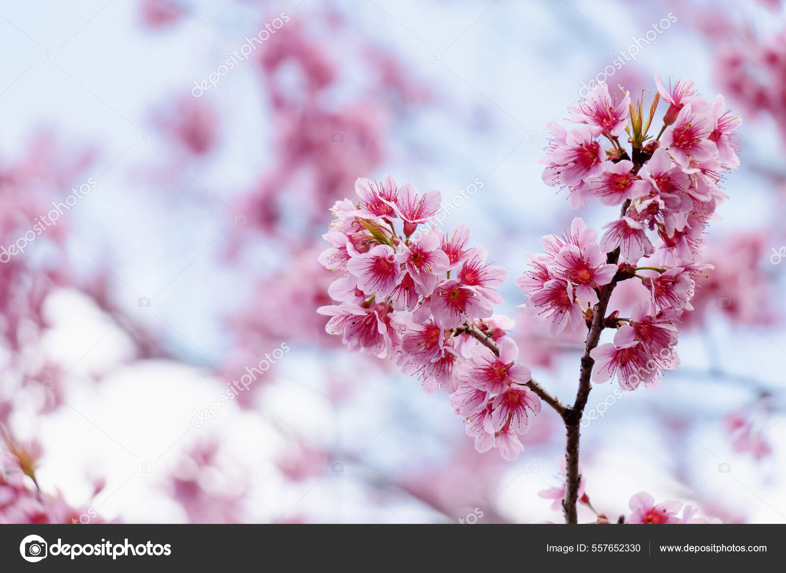 Paisaje De Flores De Cerezo Imágenes De Fondo De Flor De Cerezo