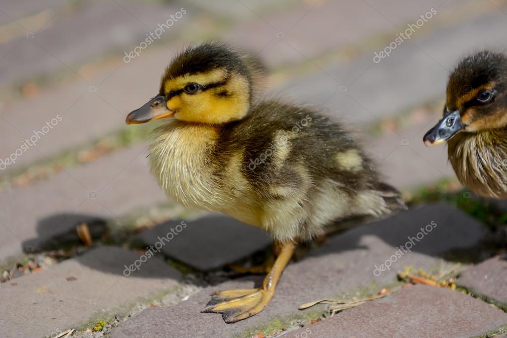 Lindos patitos en el borde del agua 2023
