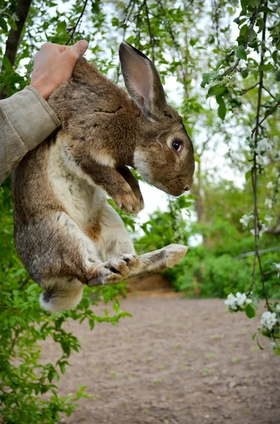 Rabbit man Images - Search Images on Everypixel