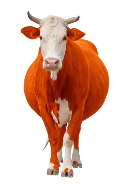 Red cattle Stock Photos, Royalty Free Red cattle Images | Depositphotos