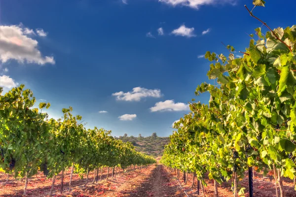 Vineyard israel Stock Photos, Royalty Free Vineyard israel Images ...