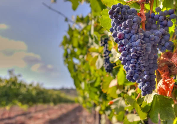 Vineyard israel Stock Photos, Royalty Free Vineyard israel Images ...