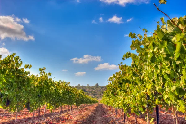 Israel vineyard Stock Photos, Royalty Free Israel vineyard Images ...